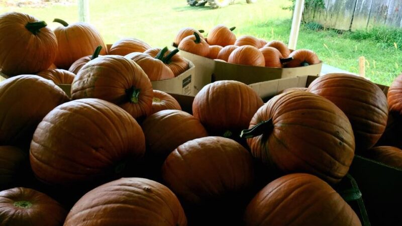 Osborne’s Farm & Nursery | Visit Grayson County Virginia