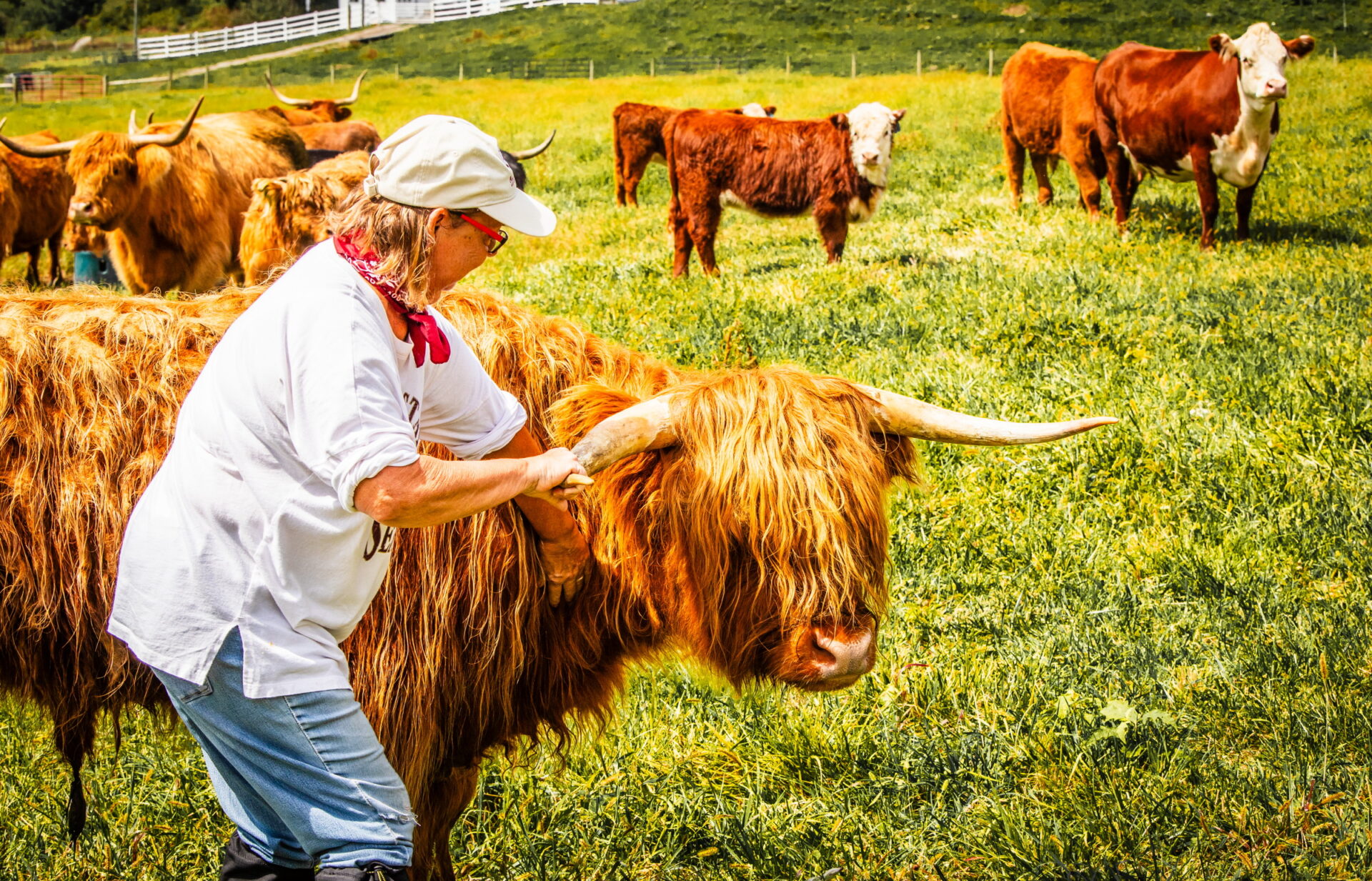 New River Highland Cattle Farm - Andy & Lorri Anderson | Visit Grayson ...