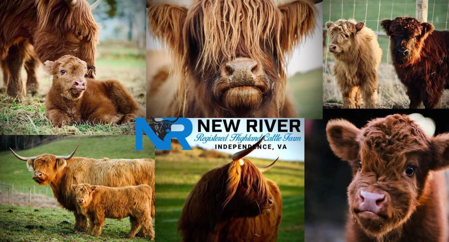 New River Highland Cattle Farm - Andy & Lorri Anderson | Visit Grayson ...