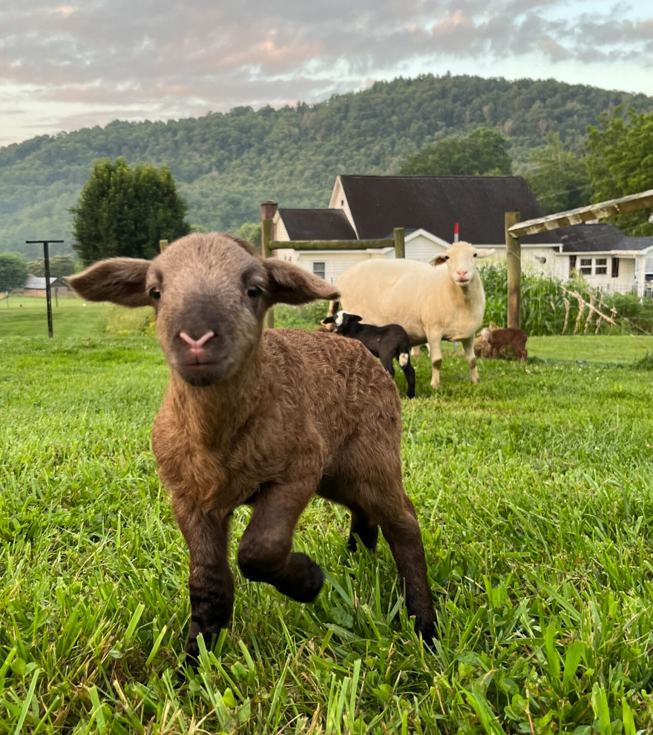 Rolling Acres Farm - Rose Mary Cornett | Visit Grayson County Virginia
