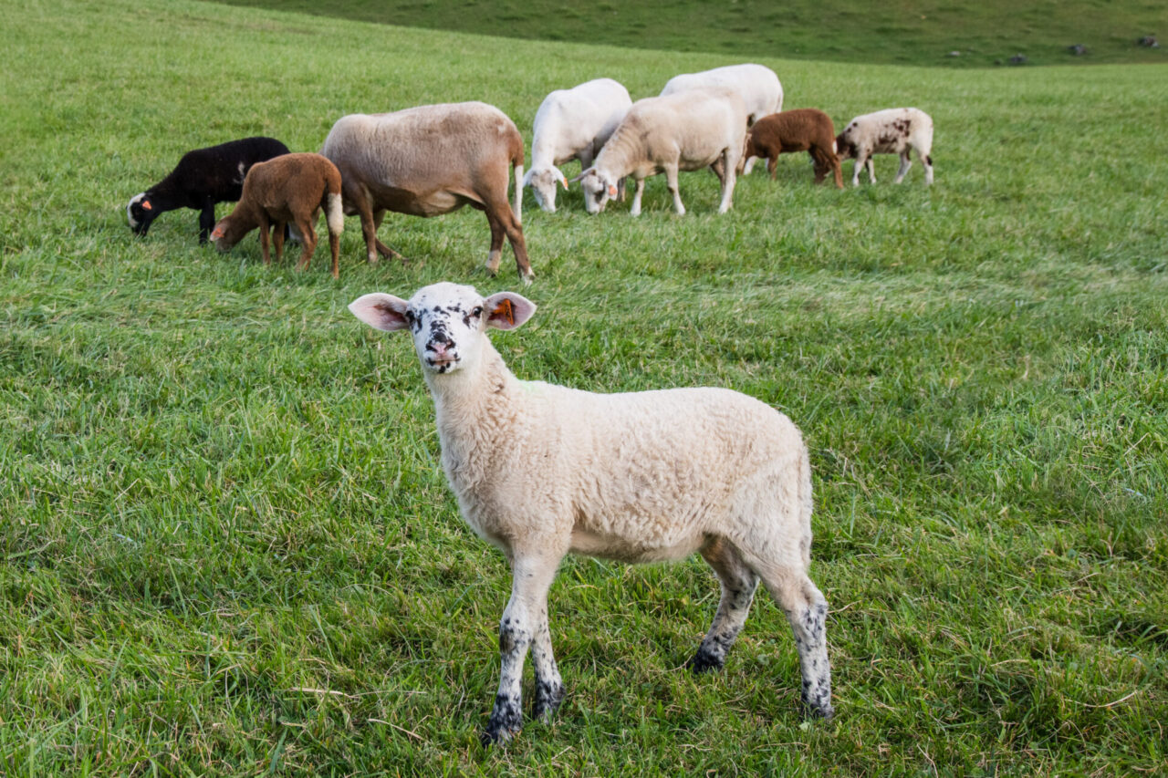 Rolling Acres Farm - Rose Mary Cornett | Visit Grayson County Virginia