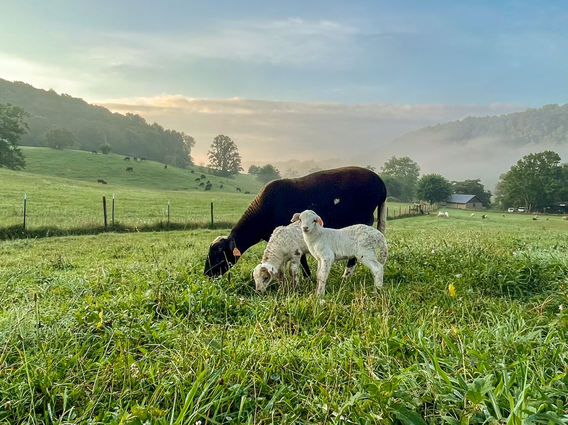 Rolling Acres Farm - Rose Mary Cornett | Visit Grayson County Virginia