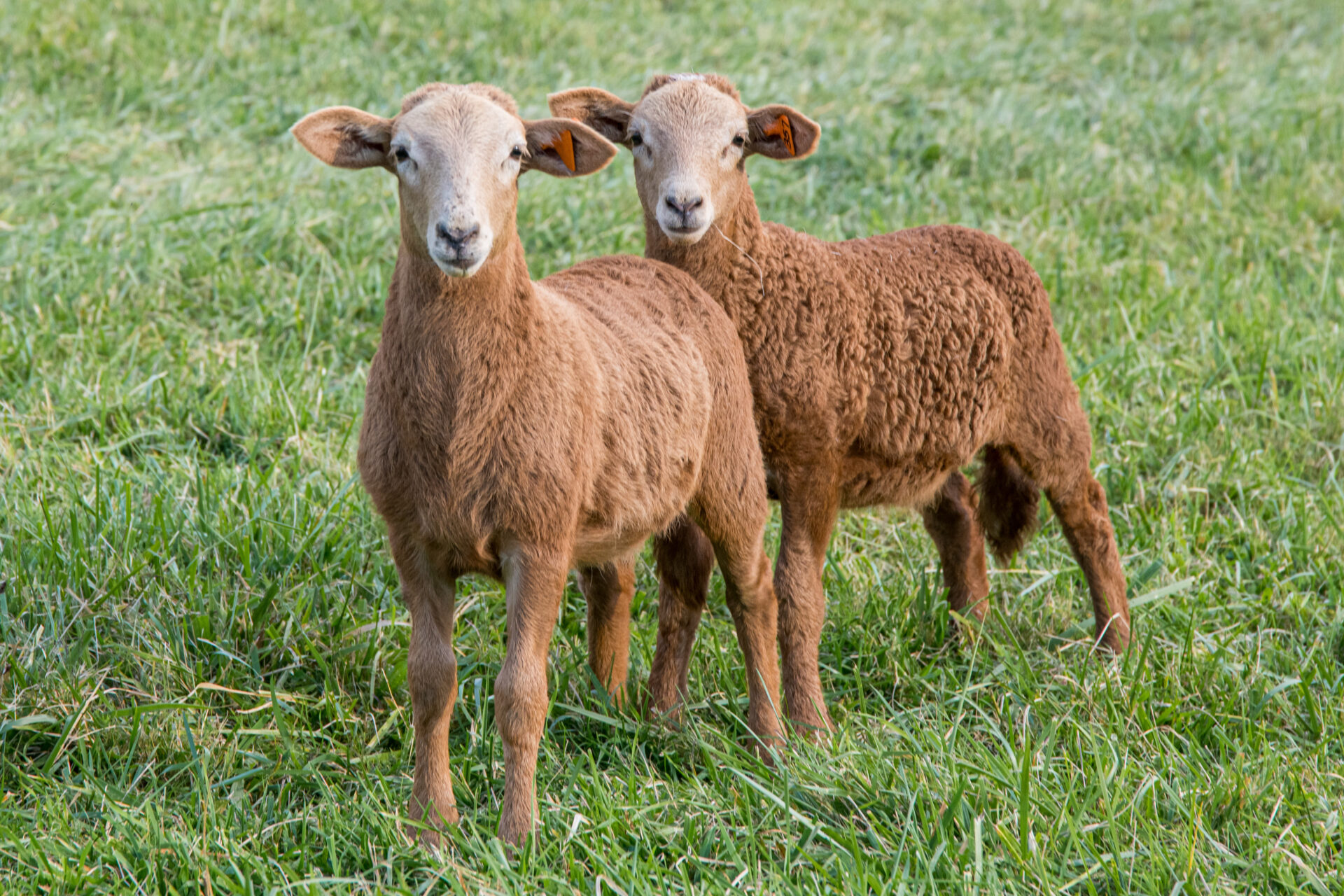 Rolling Acres Farm - Rose Mary Cornett | Visit Grayson County Virginia