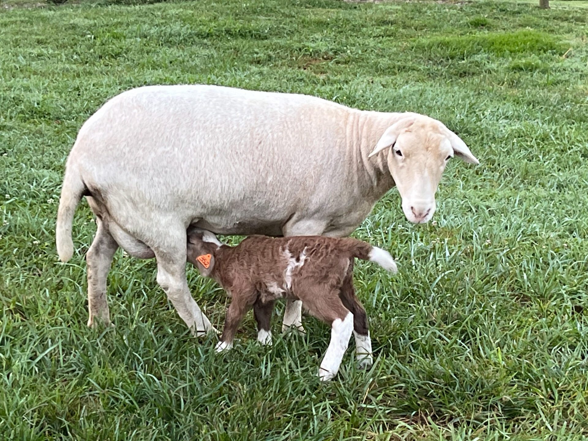 Rolling Acres Farm - Rose Mary Cornett | Visit Grayson County Virginia