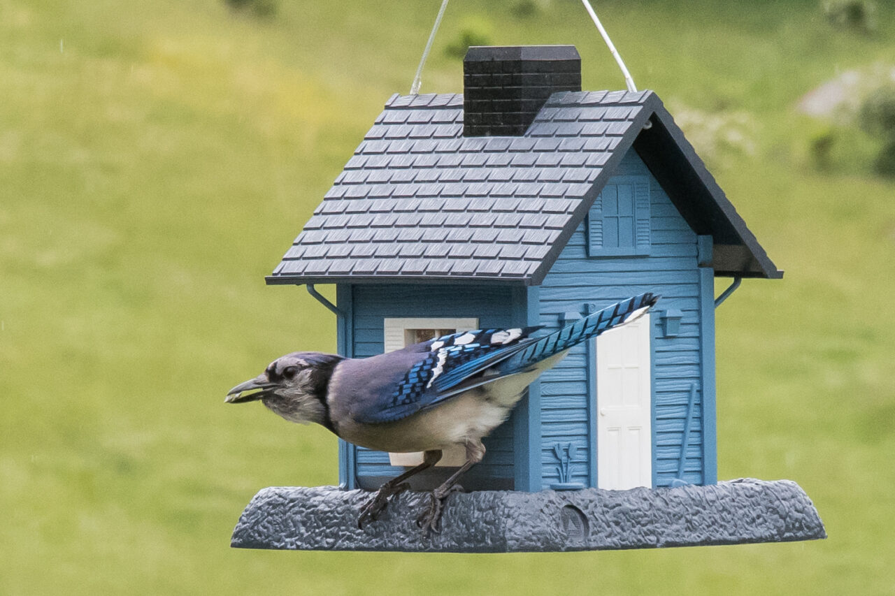 Rolling Acres Farm - Rose Mary Cornett | Visit Grayson County Virginia