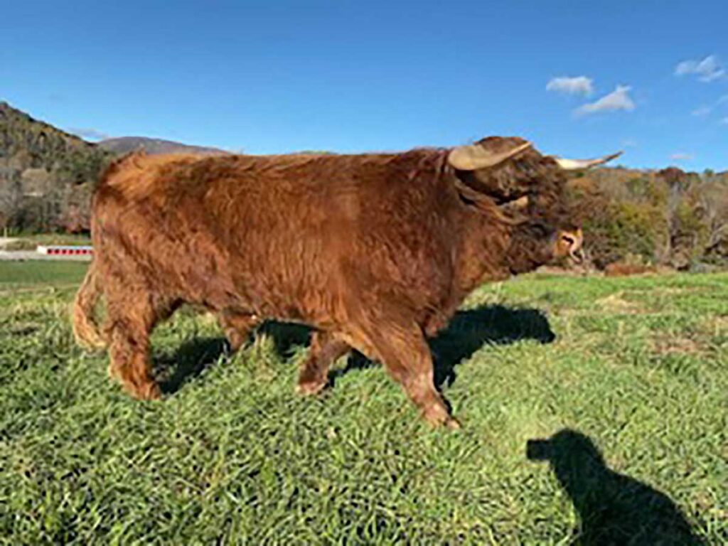 New River Highland Cattle Farm - Andy & Lorri Anderson | Visit Grayson ...