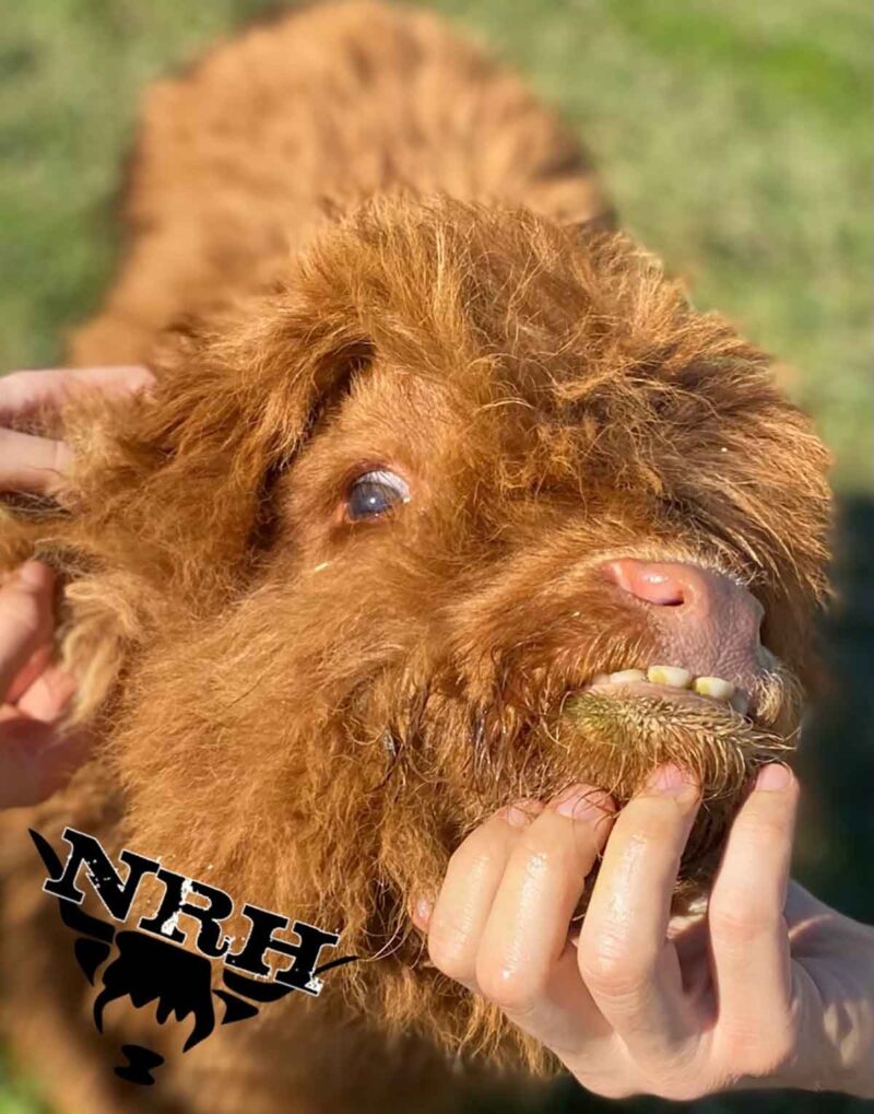 New River Highland Cattle Farm - Andy & Lorri Anderson | Visit Grayson ...