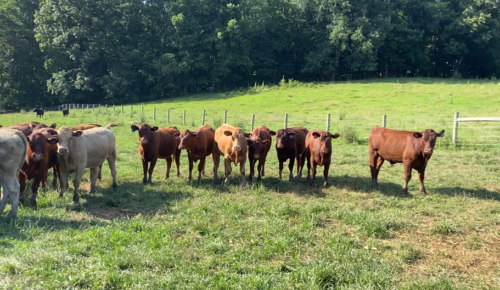 Summerfield Farm , Sheep and Lambs - John Fant & Brenda Bonk | Visit ...