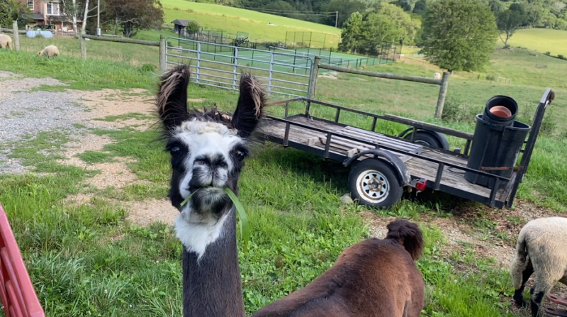 Summerfield Farm , Sheep and Lambs - John Fant & Brenda Bonk | Visit ...