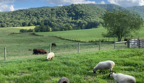 Summerfield Farm , Sheep and Lambs - John Fant & Brenda Bonk | Visit ...