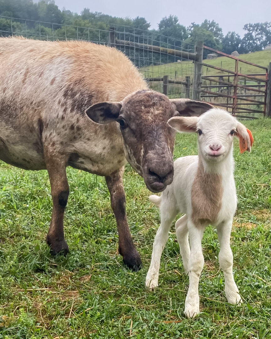 Rolling Acres Farm | Visit Grayson County Virginia