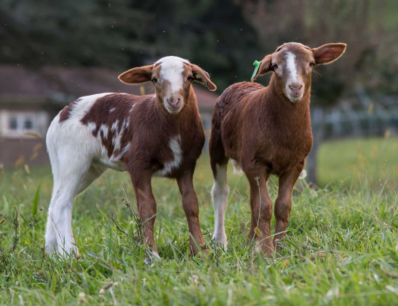 Rolling Acres Farm | Visit Grayson County Virginia