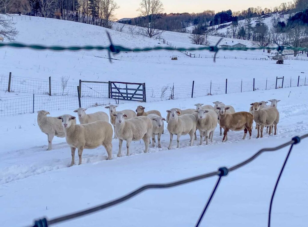 Rolling Acres Farm - Rose Mary Cornett | Visit Grayson County Virginia