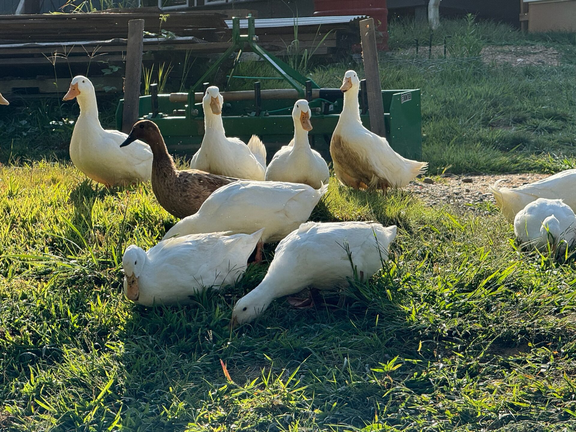 CW Farms - Vanessa & Conrad Austen | Visit Grayson County Virginia