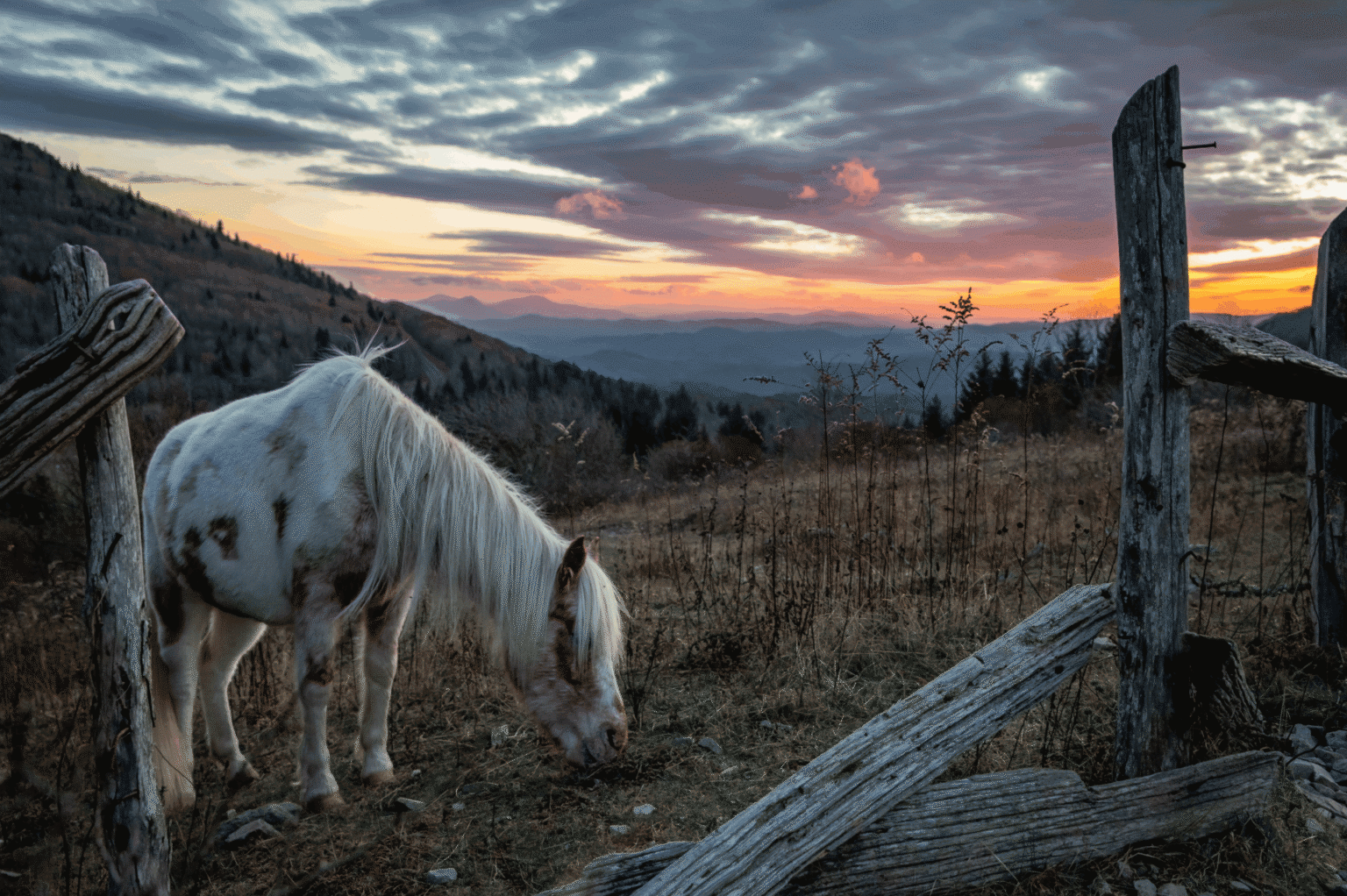 Wildlife Viewing | Visit Grayson County Virginia